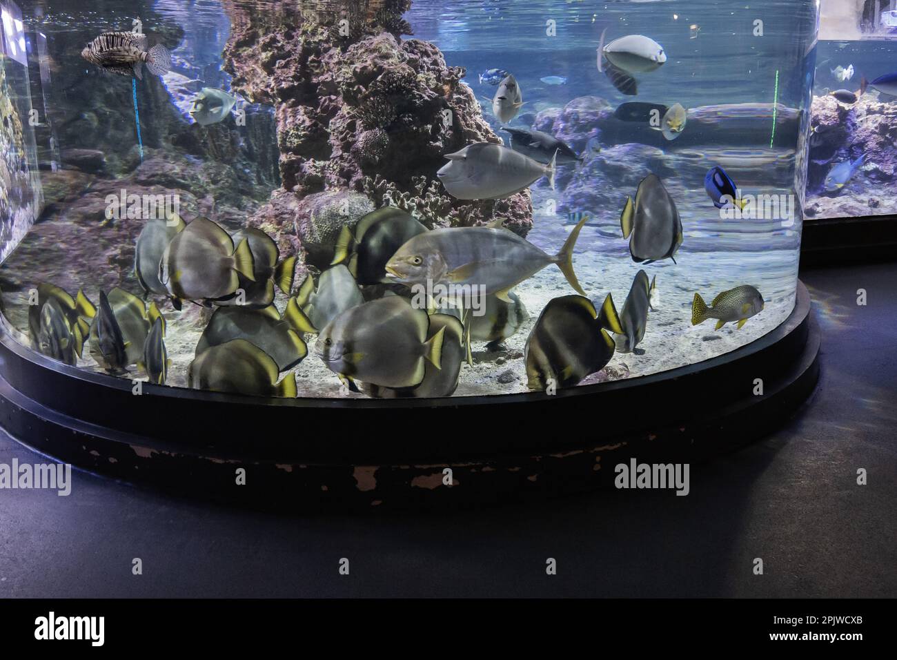 Aquario di genova hi-res stock photography and images - Alamy