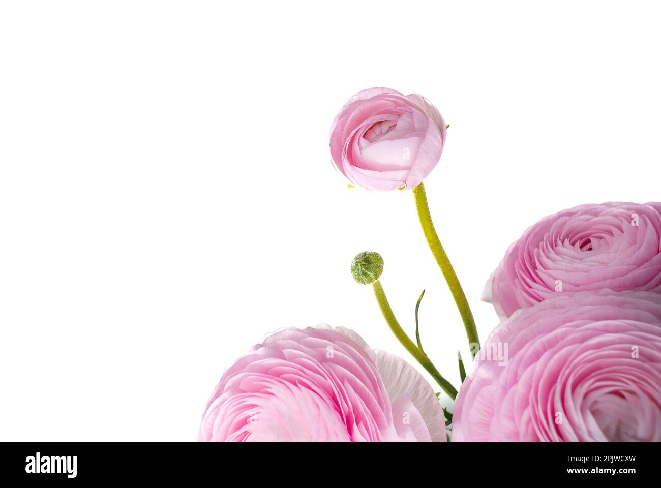 Pink Ranunculus flowers with white background Stock Photo - Alamy