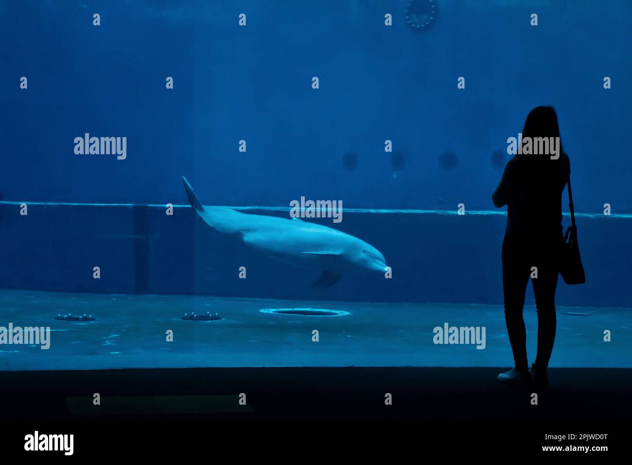 Genova's Aquarium, Dolphin, Ligury, Italy, Europe Stock Photo - Alamy