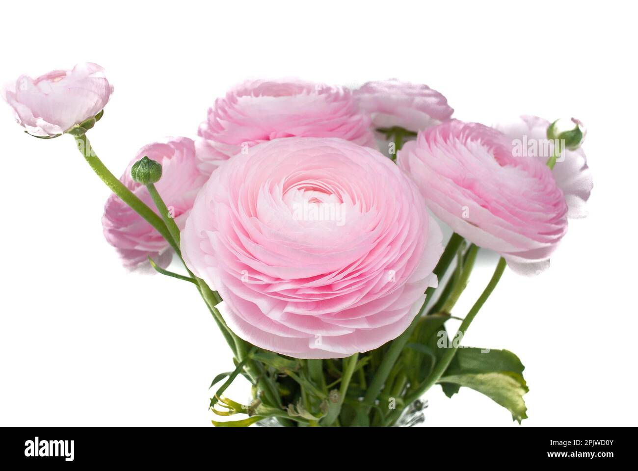 Pink Ranunculus flowers with white background Stock Photo - Alamy