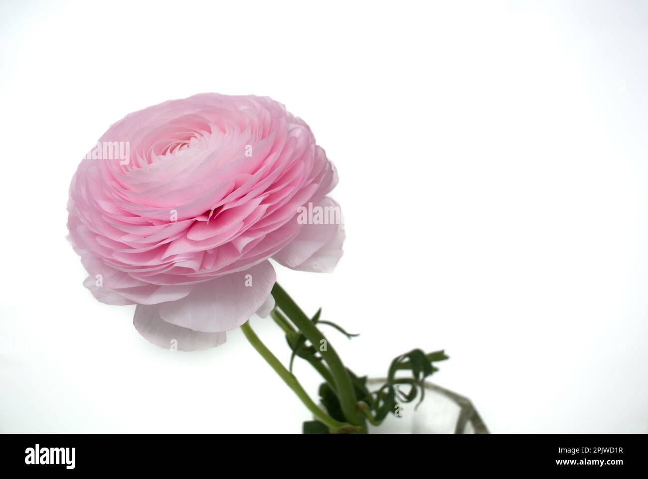 Pink Ranunculus flowers with white background Stock Photo - Alamy