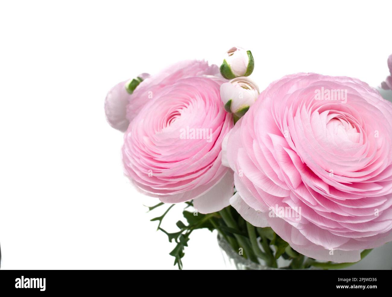Pink Ranunculus flowers with white background Stock Photo - Alamy