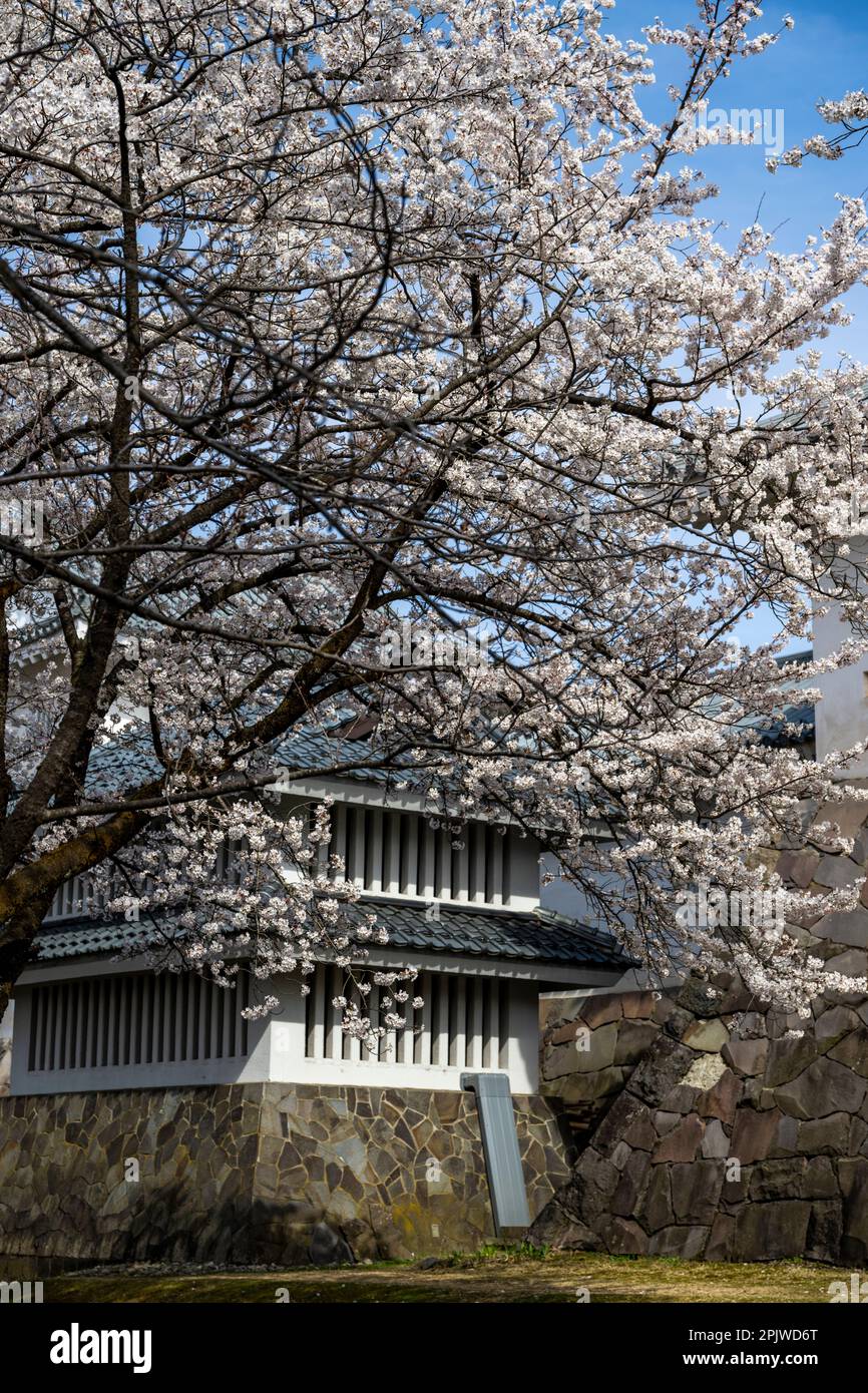The beautiful spring scenery around Nagaoka Castle, Niigata, Japan ...