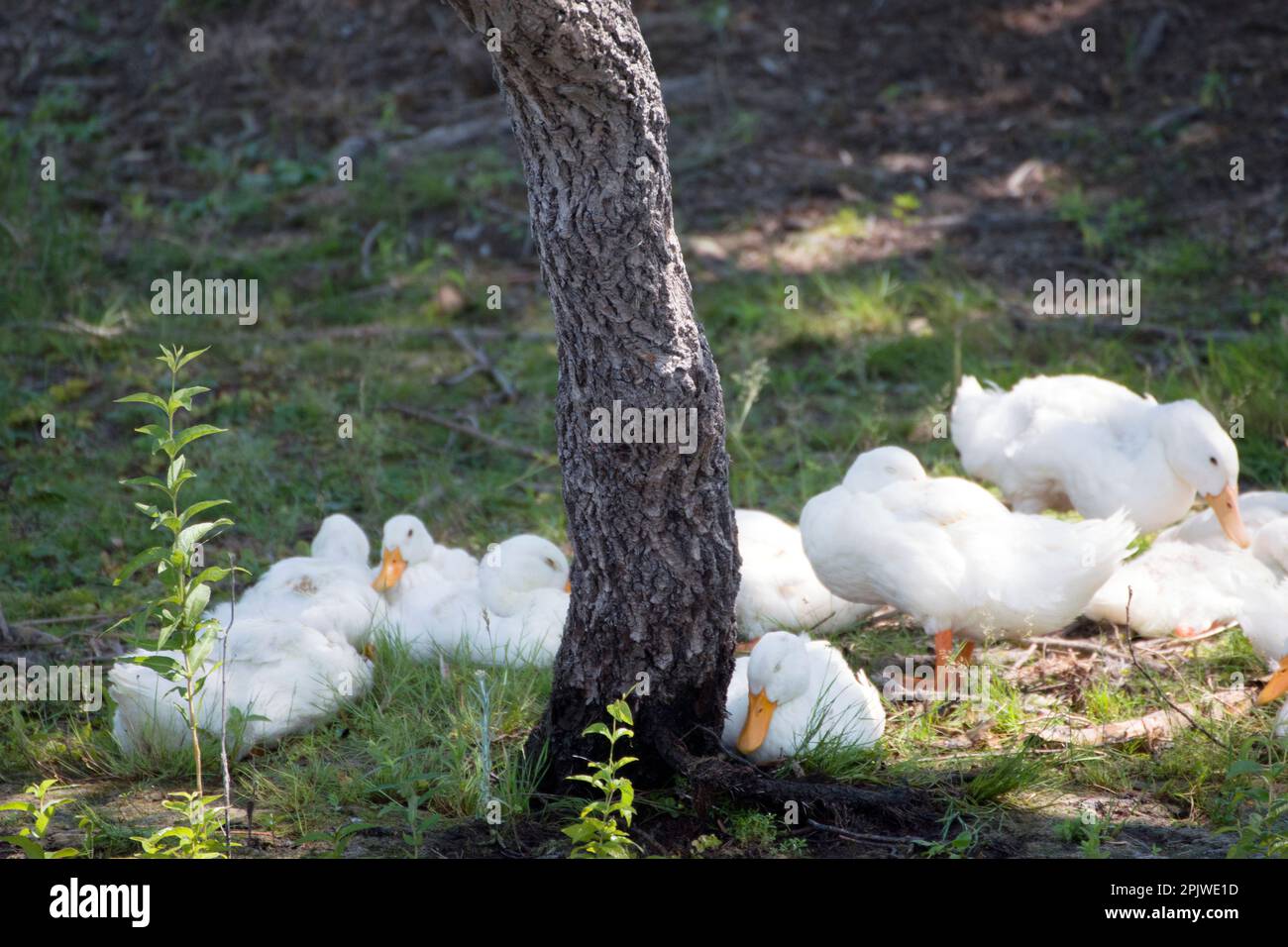 Wild and aquatic nature in the Danube Delta ecosystem: a wild white ...