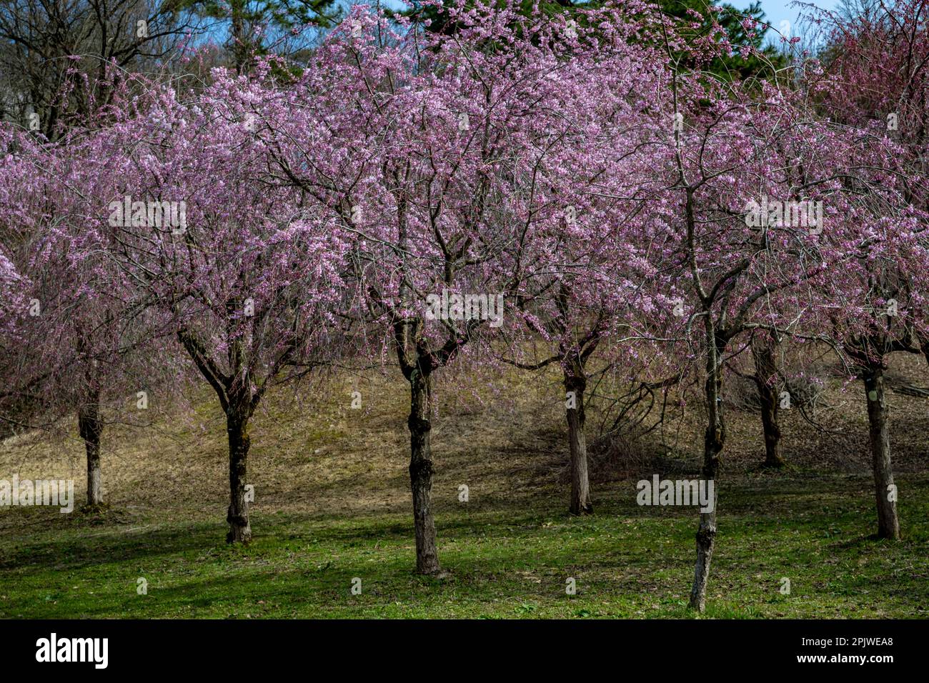 The beautiful spring scenery around Nagaoka Castle, Niigata, Japan ...