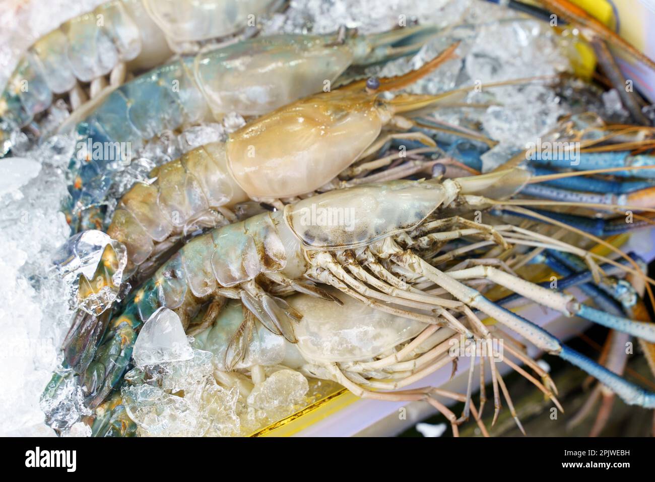Prawn farming hi-res stock photography and images - Alamy