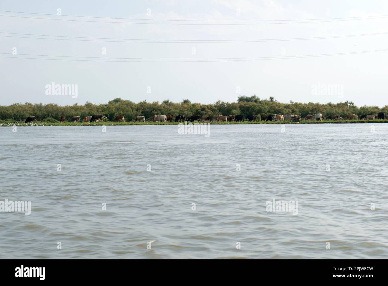 Wild and aquatic nature in the Danube Delta ecosystem: The Danube Delta ...