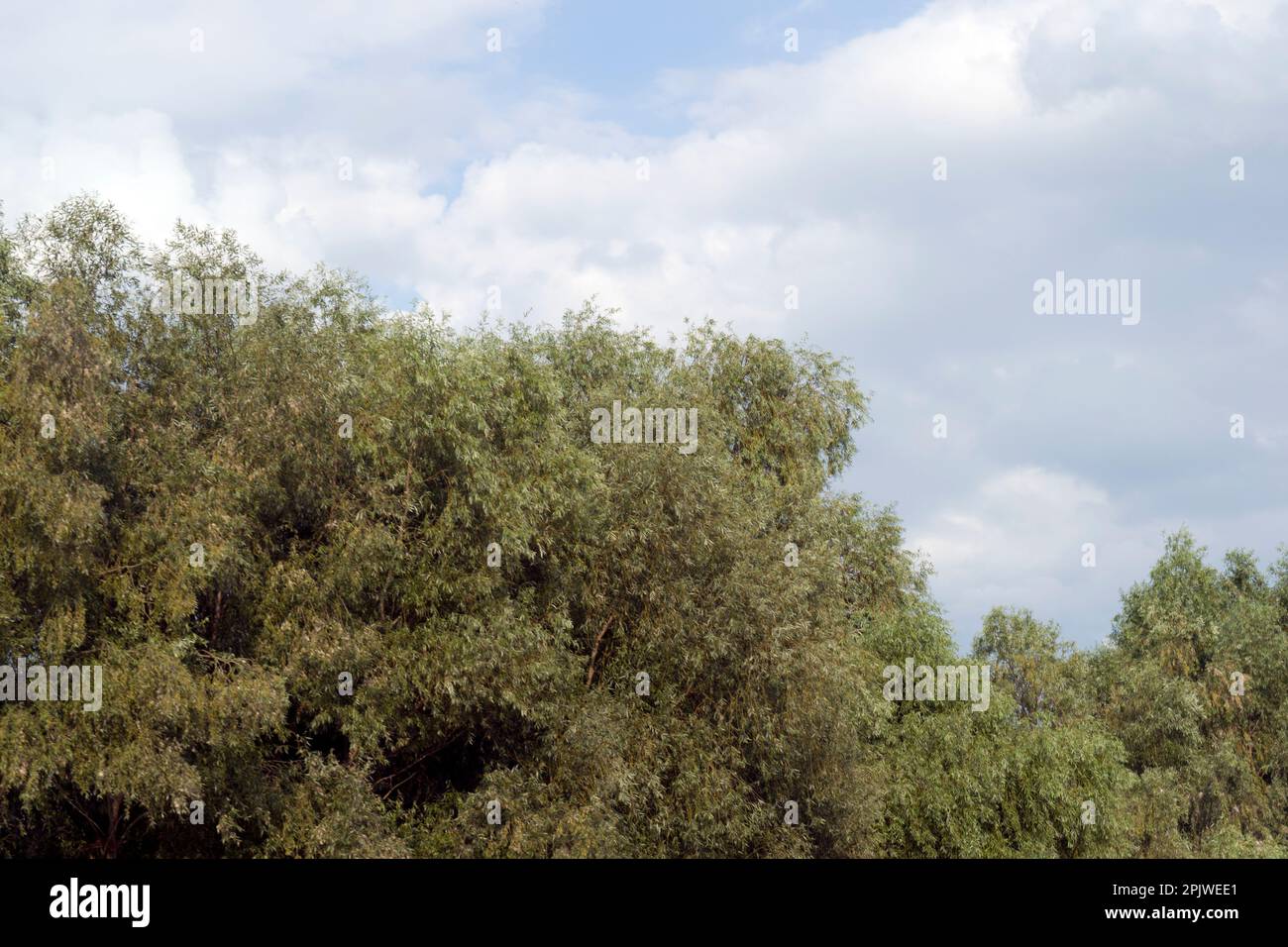 Wild and aquatic nature in the Danube Delta ecosystem. The Danube delta ...