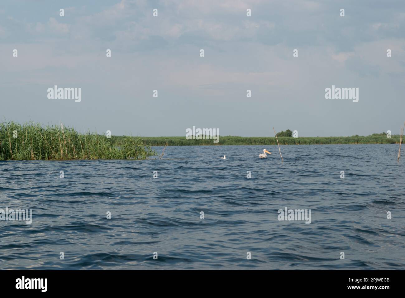 Wild and aquatic nature in the Danube Delta ecosystem, mostly covered ...