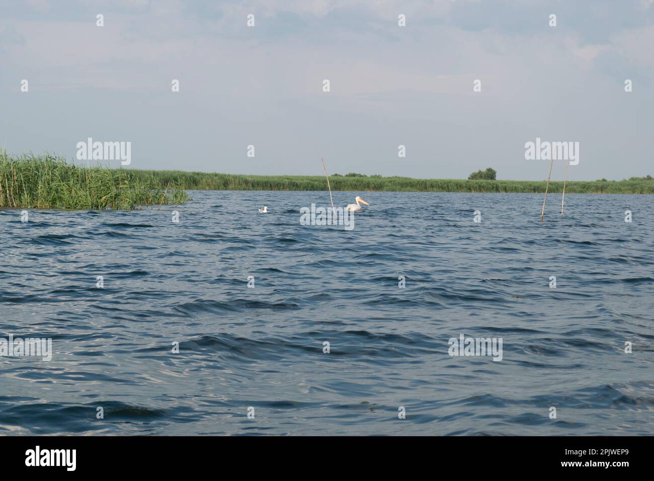Wild and aquatic nature in the Danube Delta ecosystem, mostly covered ...