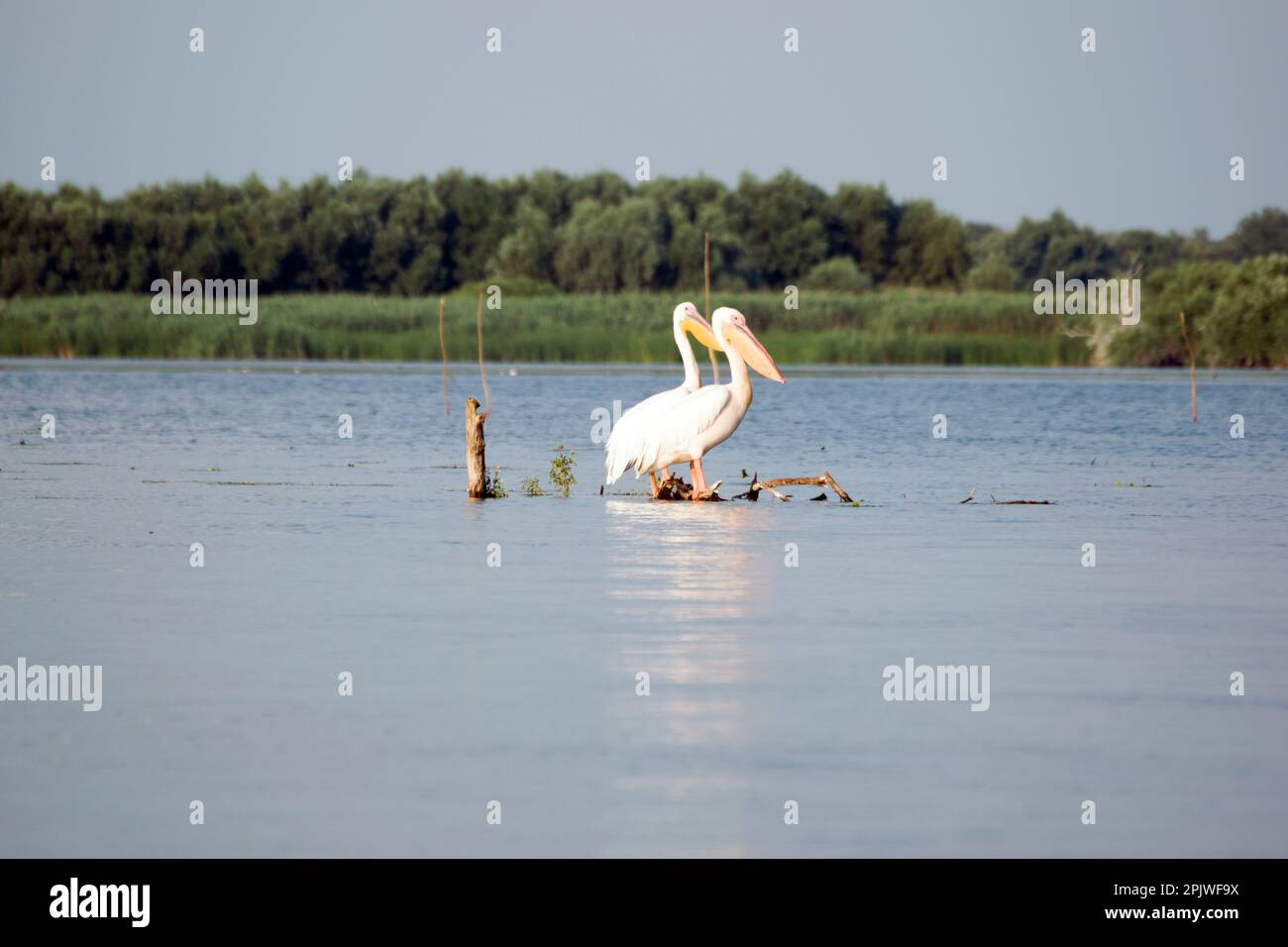 Wild and aquatic nature in the Danube Delta ecosystem: two pelicans ...