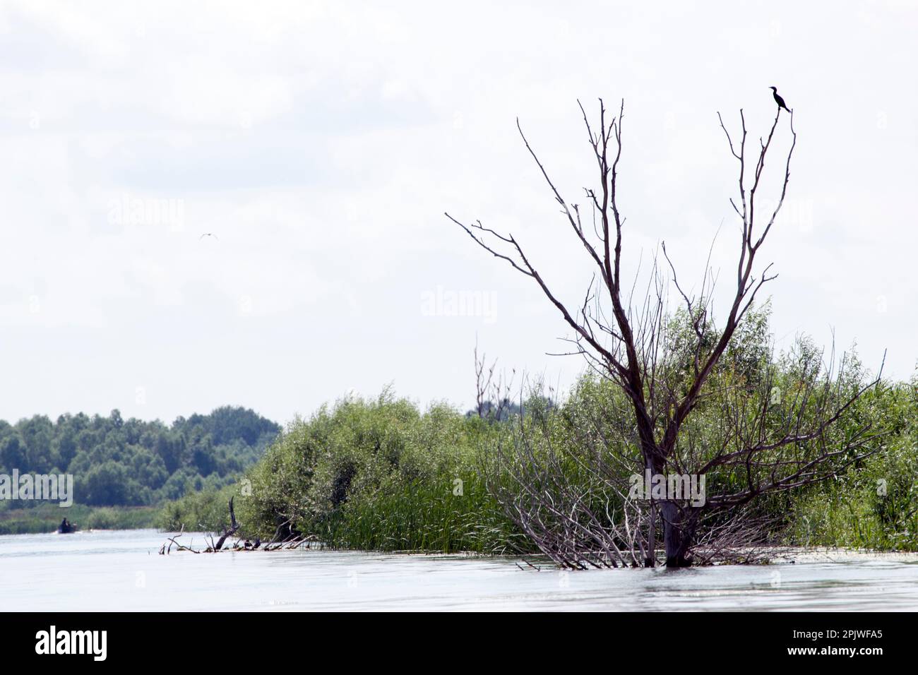 Wild and aquatic nature in the Danube Delta ecosystem: a cormorant ...