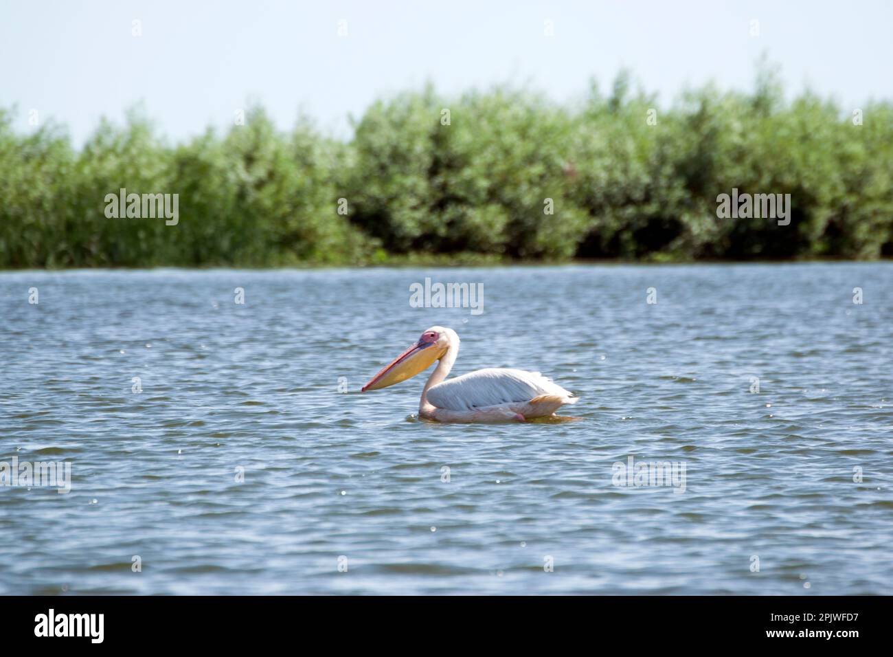 Wild and aquatic nature in the Danube Delta ecosystem: a white pelican ...