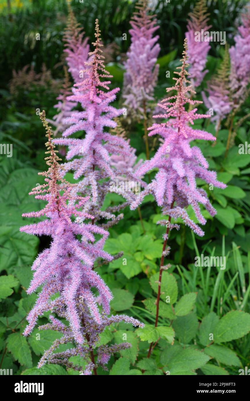 Ornamental Feather Like Flowers 10 Companions For Ornamental Grasses