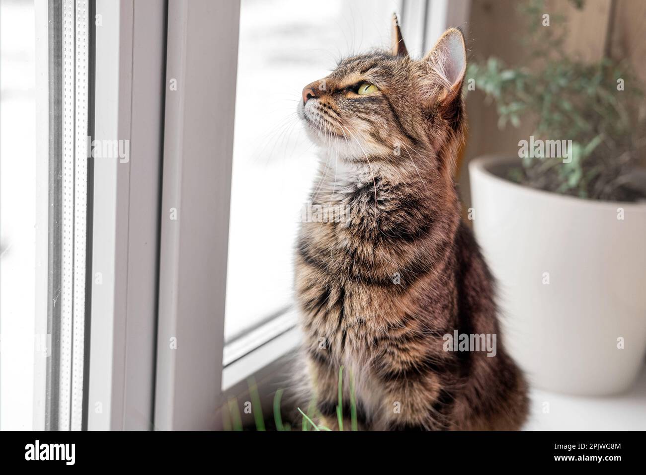 Two cats look out through window at the birds. Domestic cats want to ...