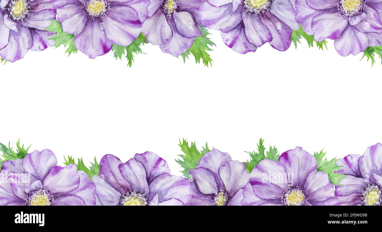 Hand drawn watercolor border of purple anemones with green leaves ...