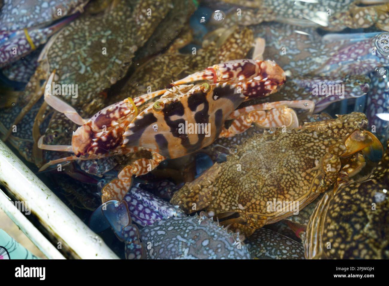 Raw red crab in the water on fish market Stock Photo - Alamy
