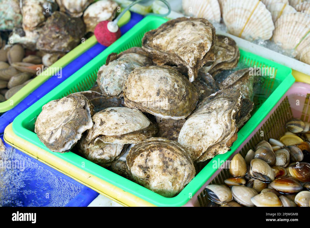 Fresh raw closed oysters seashells for sale on fish market ready to eat ...