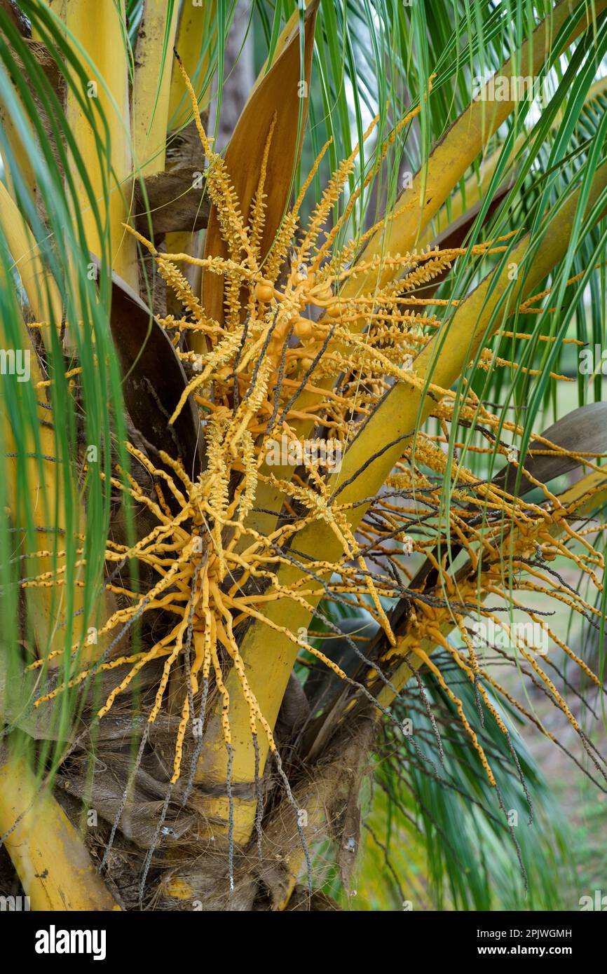 Raw small dates. Palm tree close up fruit Stock Photo - Alamy