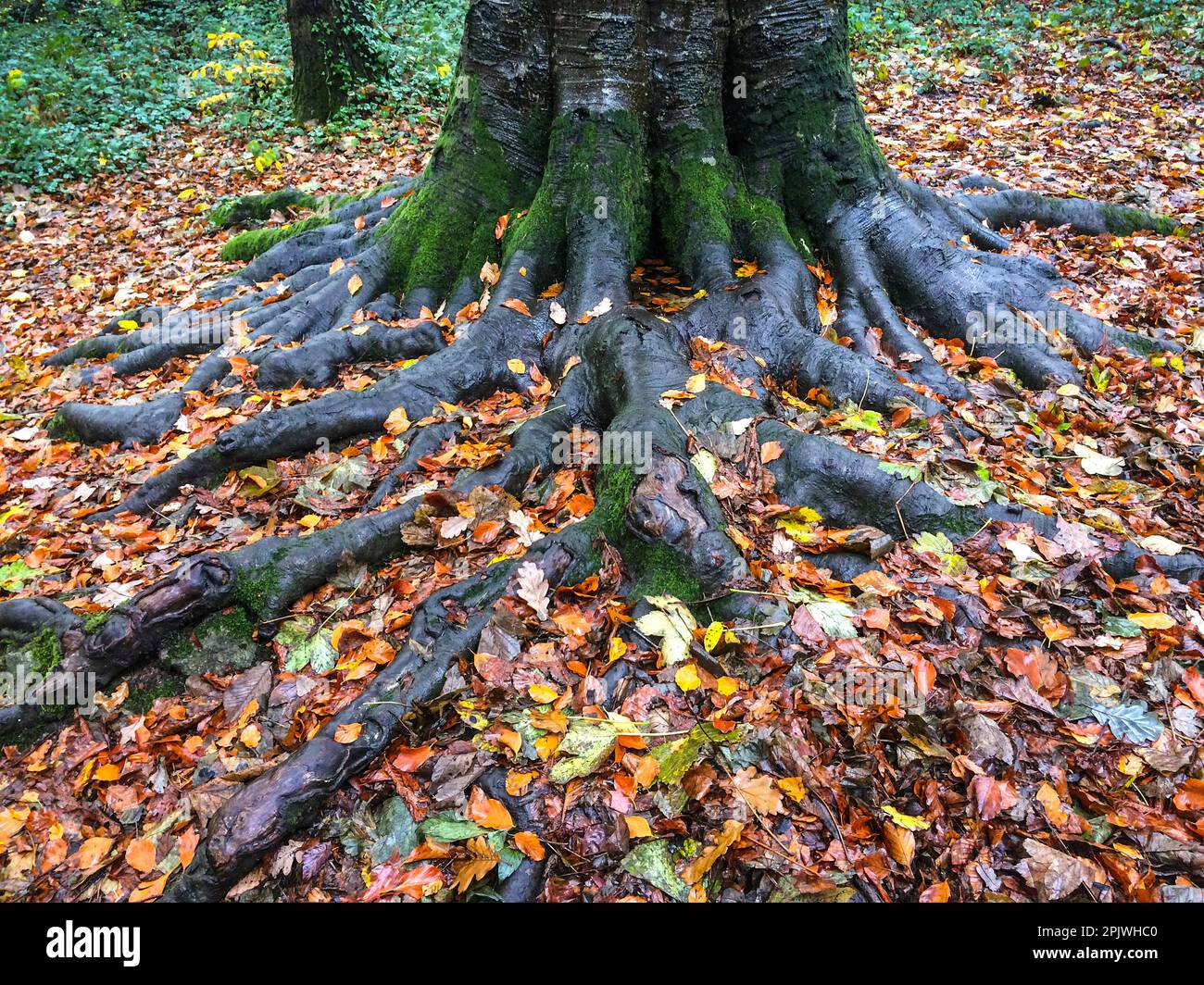Fall leaves and roots hi-res stock photography and images - Alamy