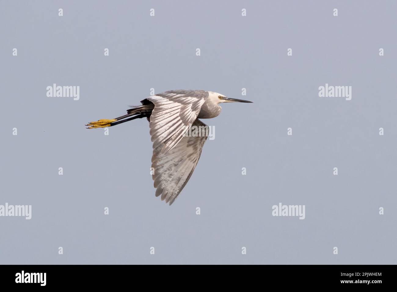 Western reef heron (Egretta gularis), also called the western reef ...