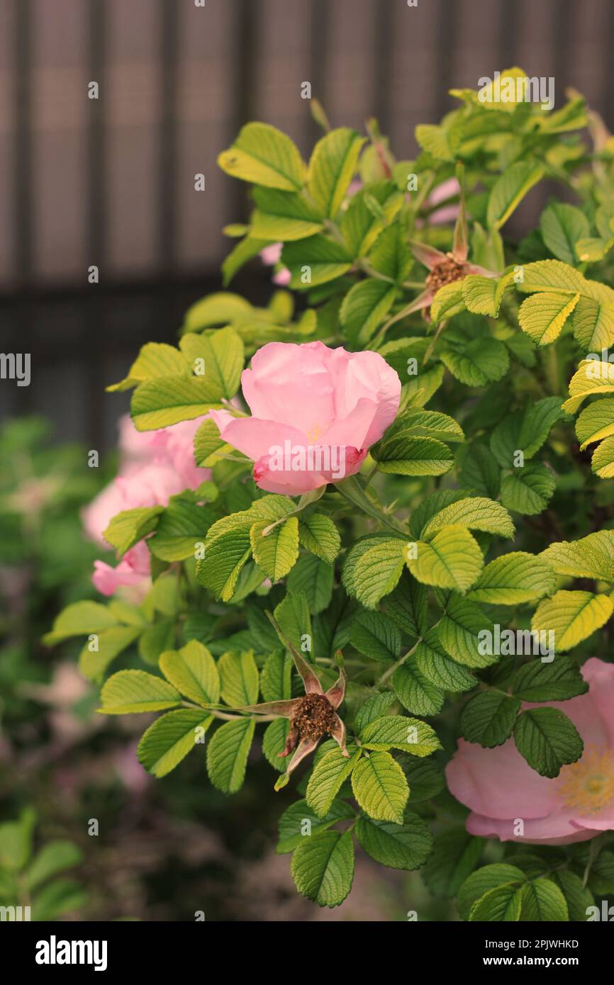 Beautiful summer rose growing on the bush Stock Photo - Alamy