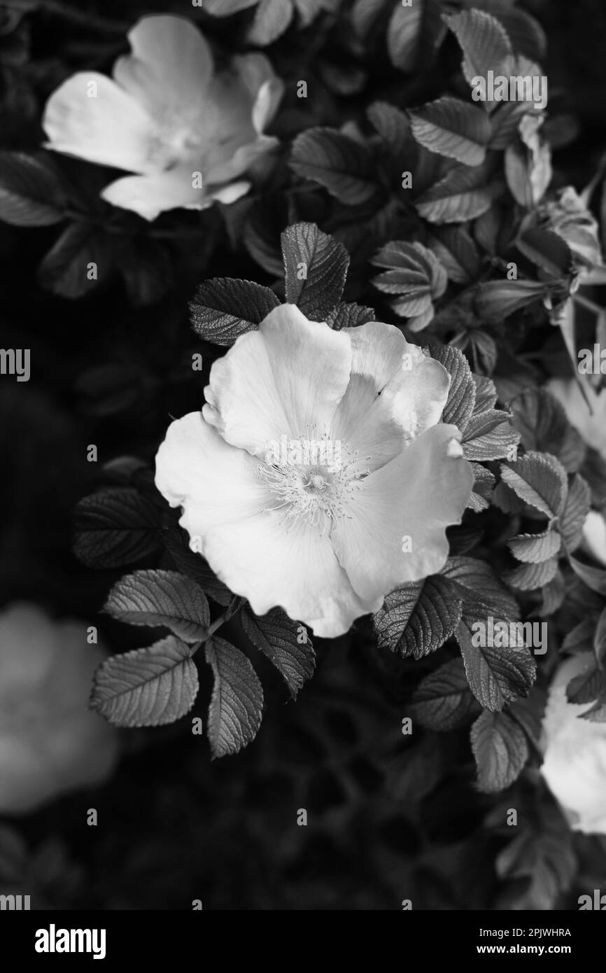 Beautiful common and typical midwest flowers growing in the morning ...