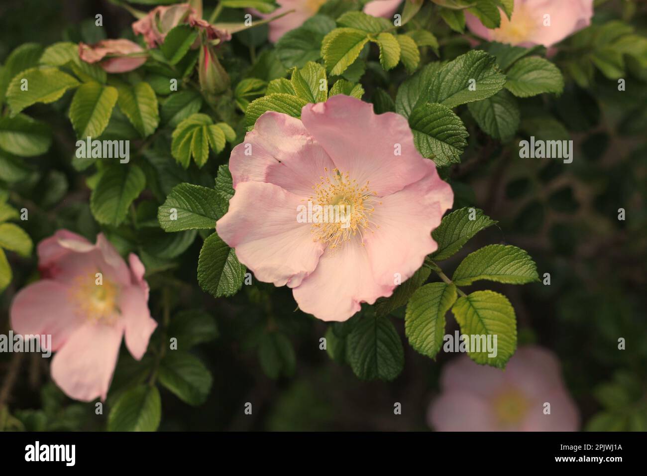 Beautiful common and typical midwest flowers growing in the morning ...