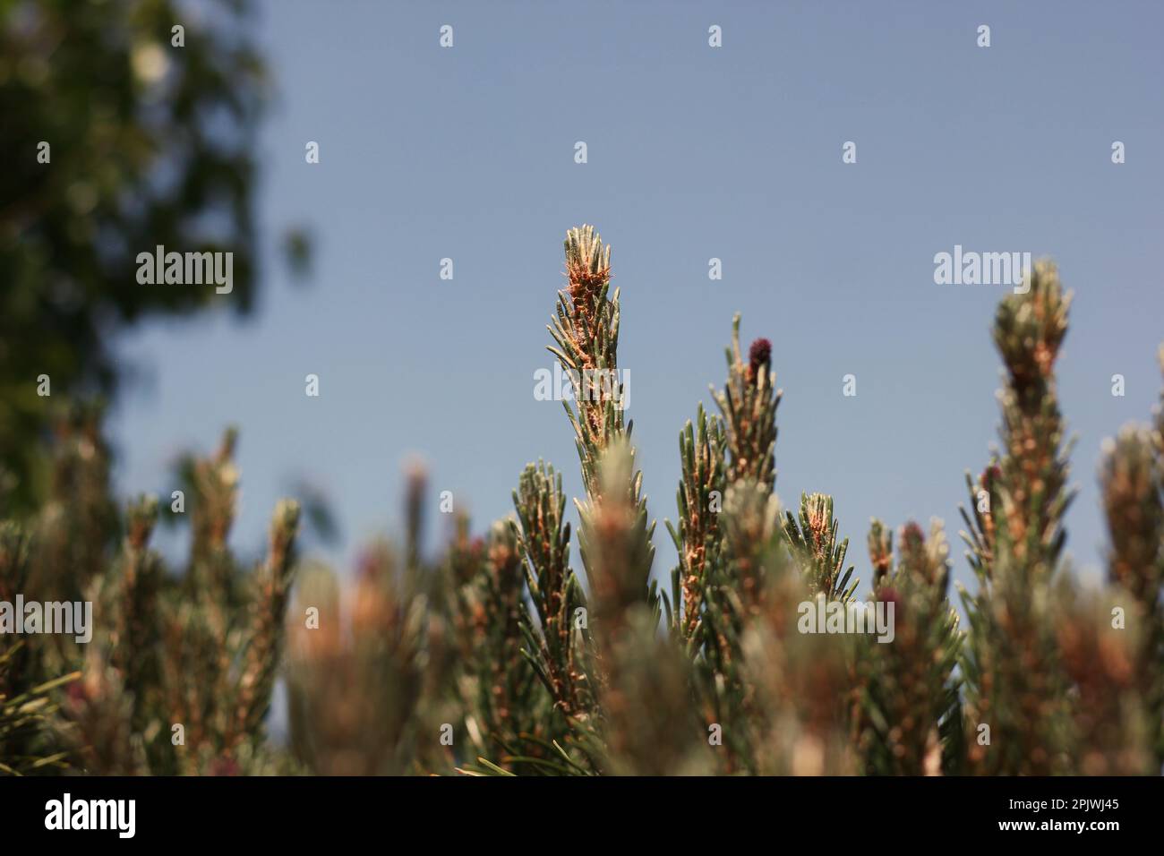 Young pine tree growing in the sunny summer meadow Stock Photo - Alamy