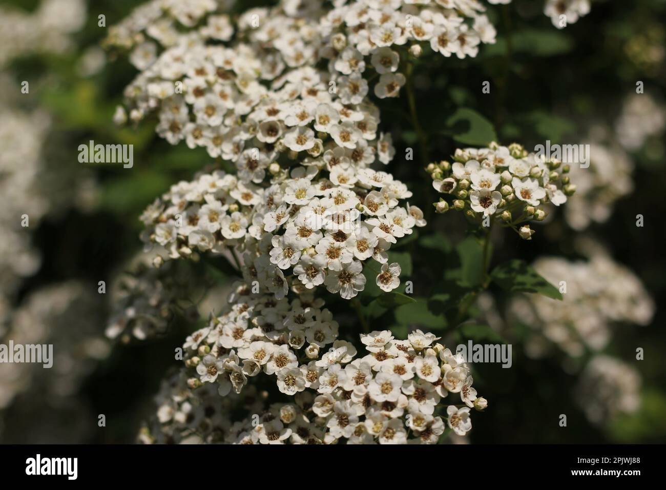 Beautiful common and typical midwest flowers growing in the morning ...