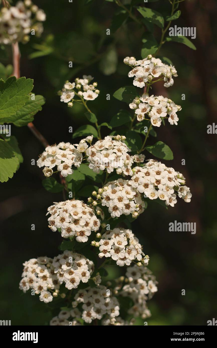 Beautiful common and typical midwest flowers growing in the morning ...