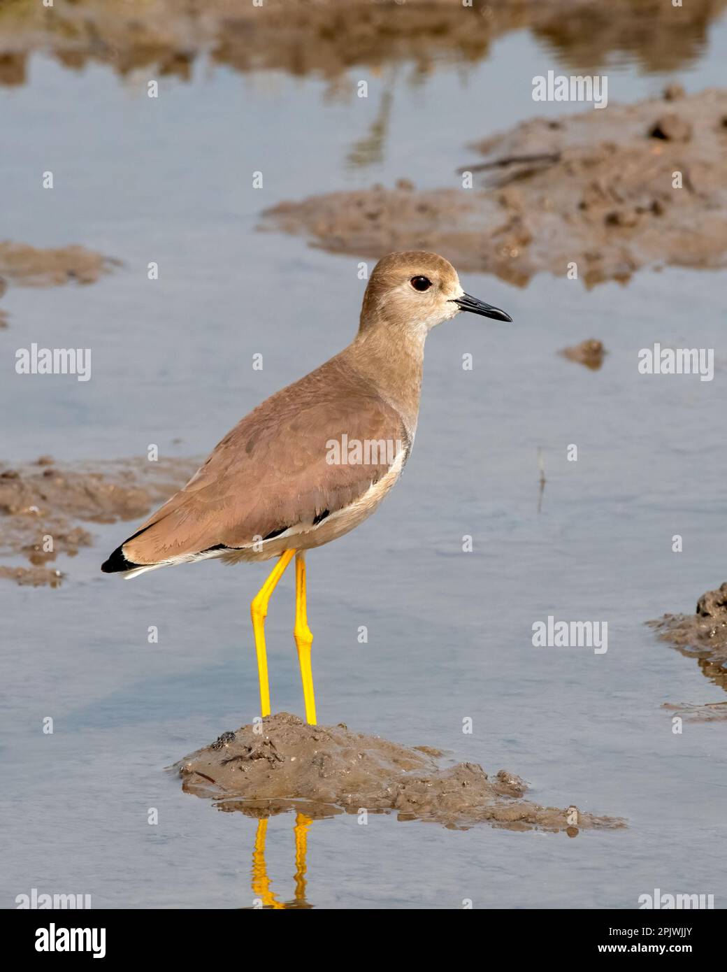 White-tailed lapwing or white-tailed plover (Vanellus leucurus ...
