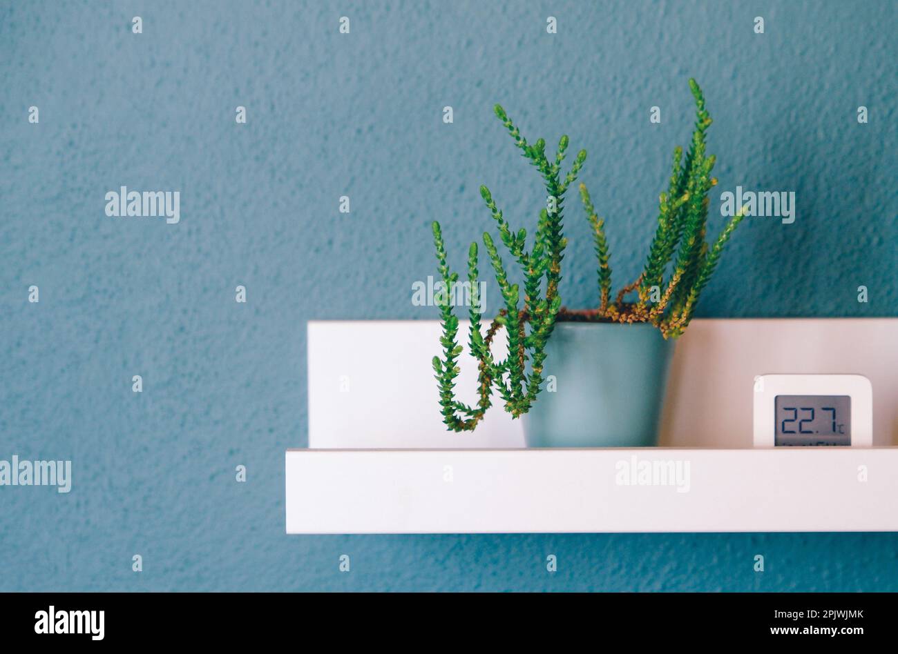 White shelf with beautiful houseplant and digital thermometer on blue ...