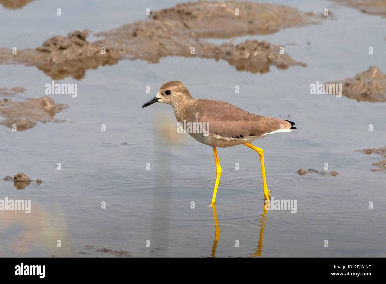 White-tailed lapwing or white-tailed plover (Vanellus leucurus ...