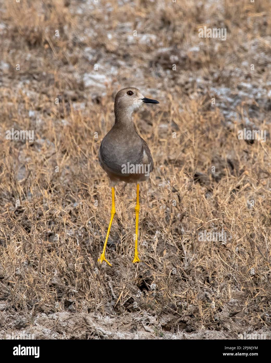 White-tailed lapwing or white-tailed plover (Vanellus leucurus ...