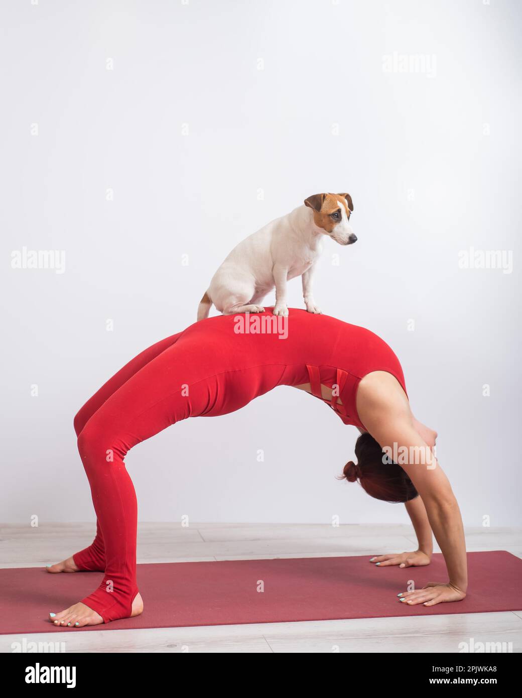 Woman in bridge pose with dog. Girl doing yoga with her pet Stock Photo - Alamy