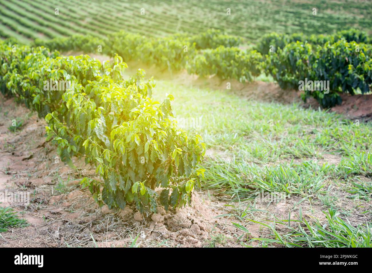 View farm with coffee plantation - early stage farming in Brazil - Cafe ...