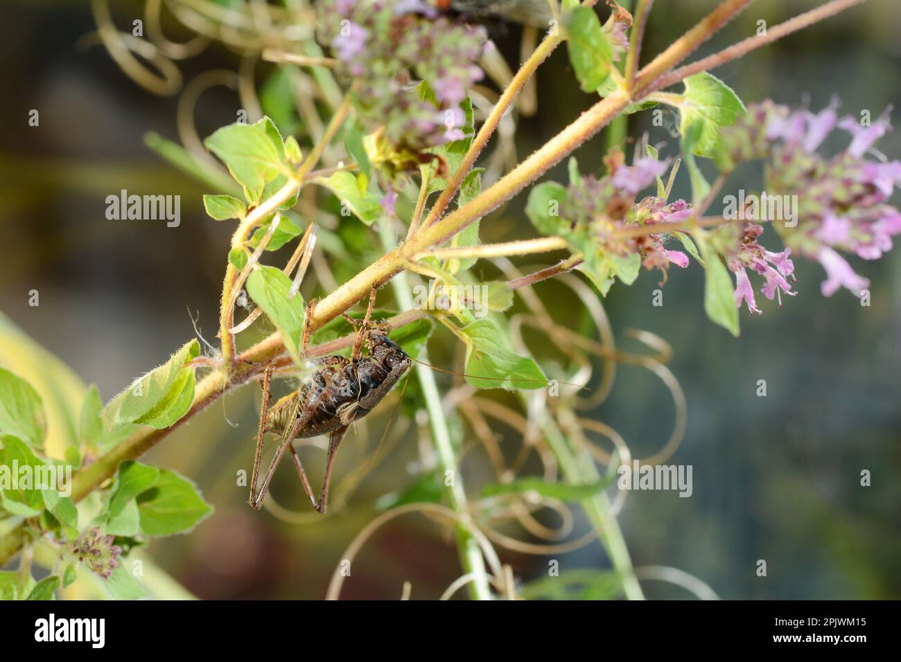 Common bush cricket ( Pholidoptera griseoaptera ) on a plant Stock ...