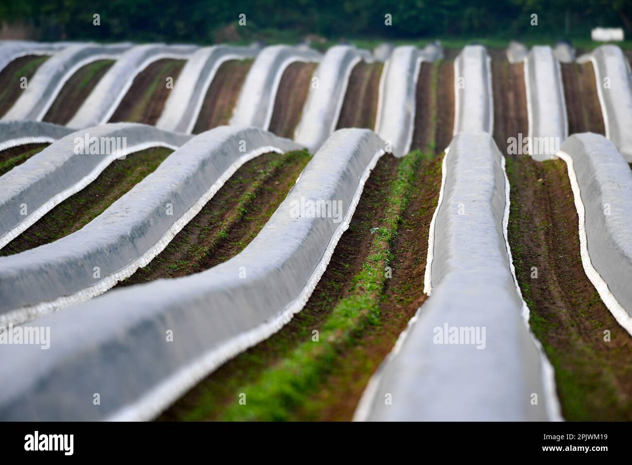 A wide field of food cultivation protected from the weather conditions ...