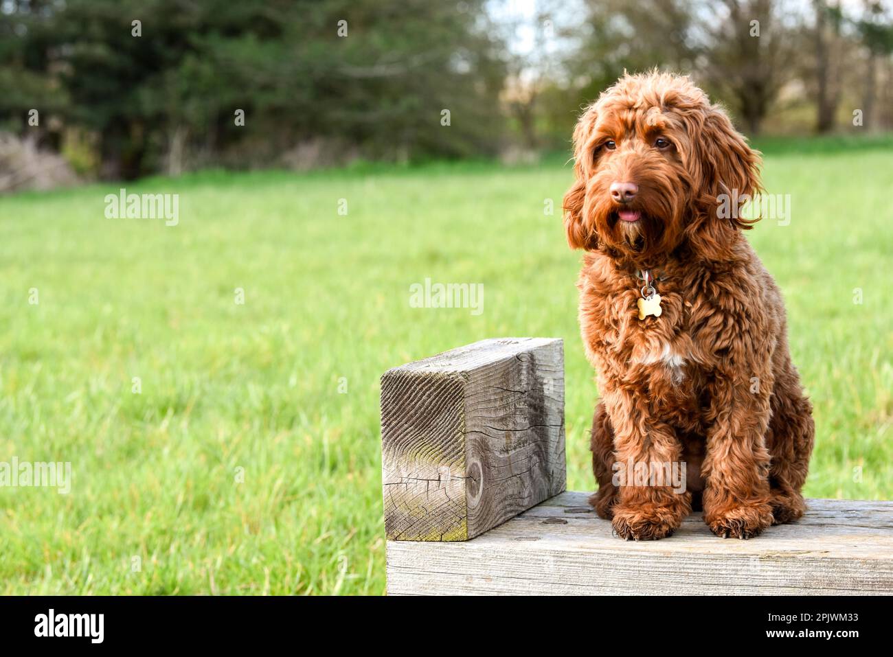 Brown dog sitting on a park bench outdoors in the sun while resting The ...