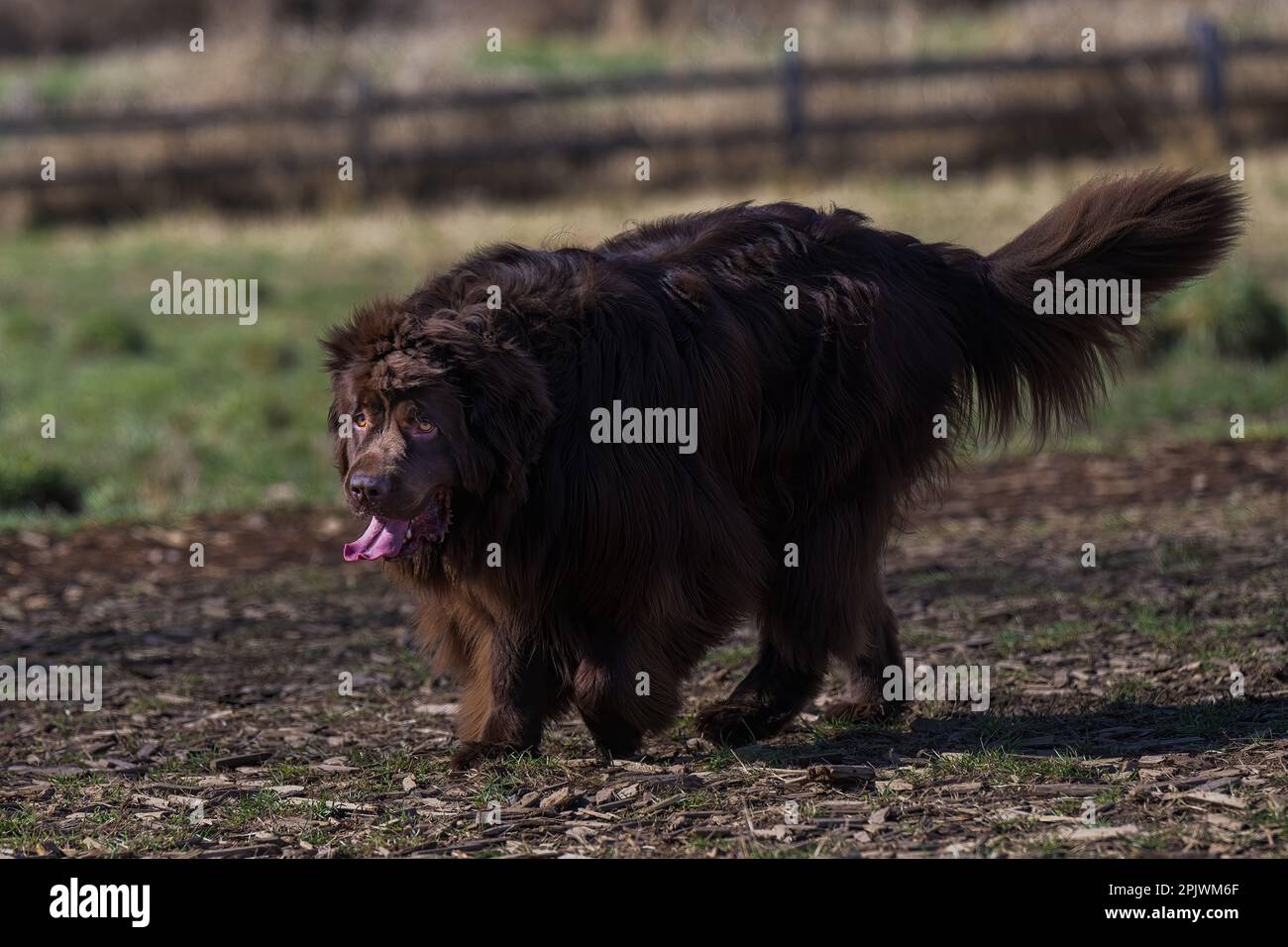A brown-coated Newfoundland Dog enjoys a leisurely stroll in the area ...