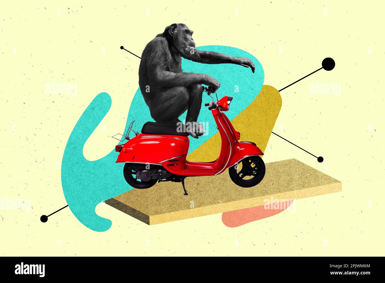 Creative collage portrait of black white effect monkey driving scooter ...