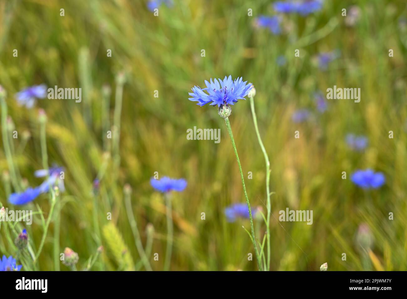 A cornflower (Centaurea cyanus) in a cornfield Stock Photo - Alamy