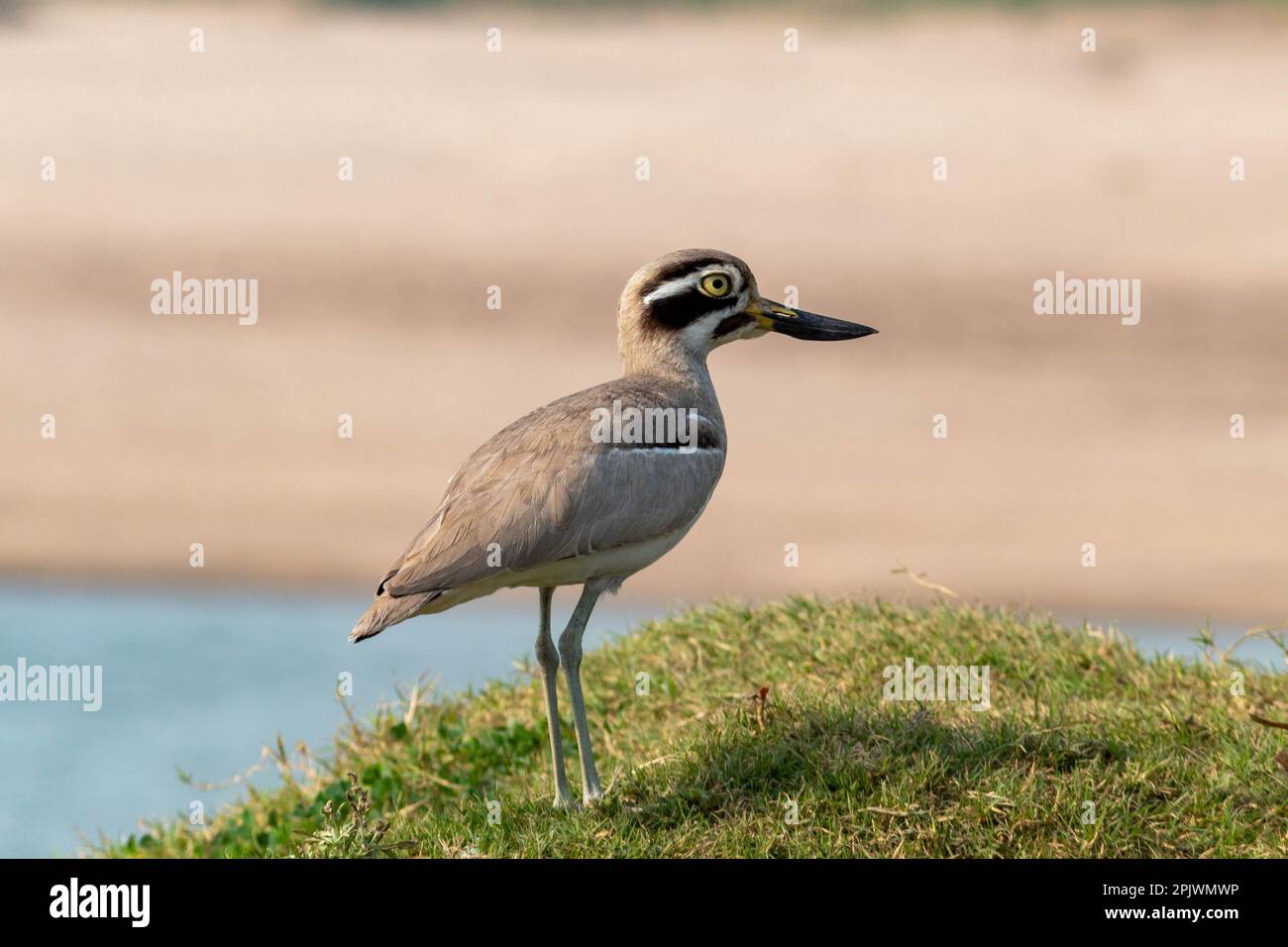 Great thick knee perched hi-res stock photography and images - Alamy