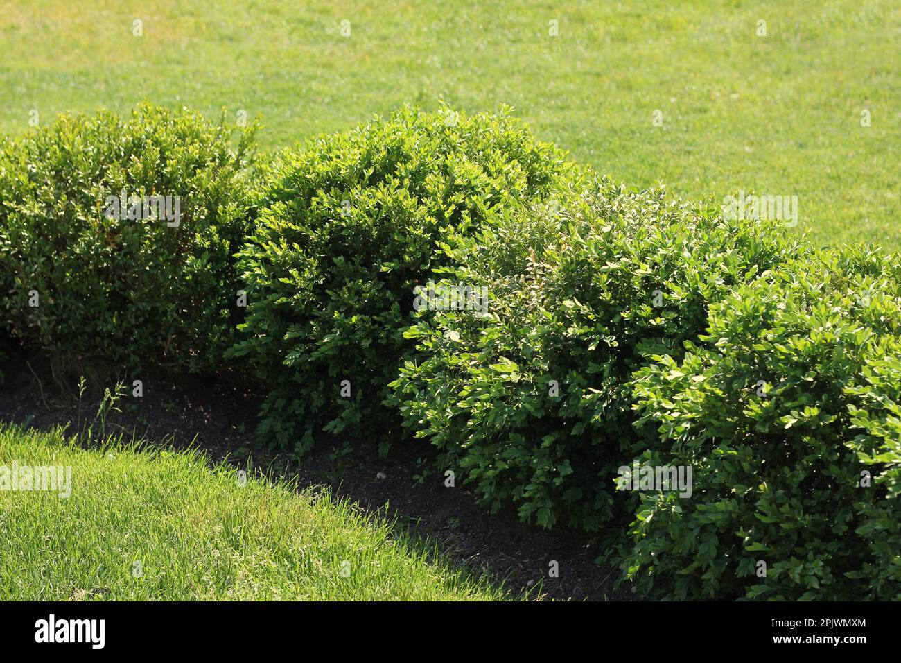 A leafy summer bush growing in the sunny summer garden Stock Photo - Alamy