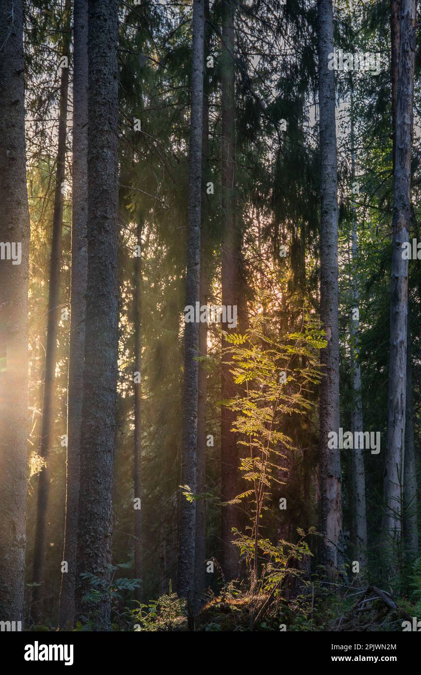 A vibrant forest featuring tall, green trees, with rays of sunlight ...
