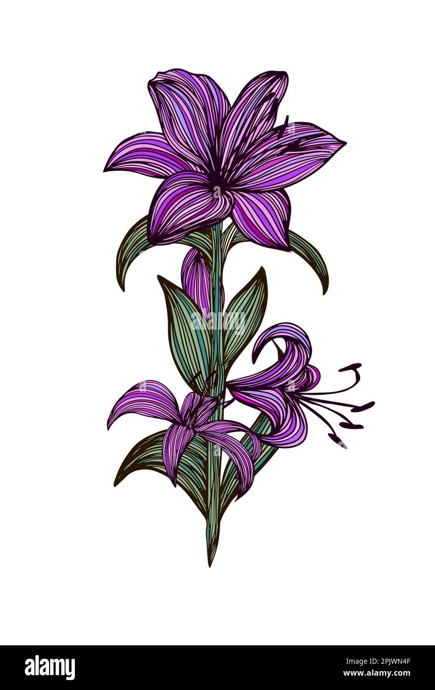 Lily flower graphic. Vector illustration Stock Vector Image & Art - Alamy