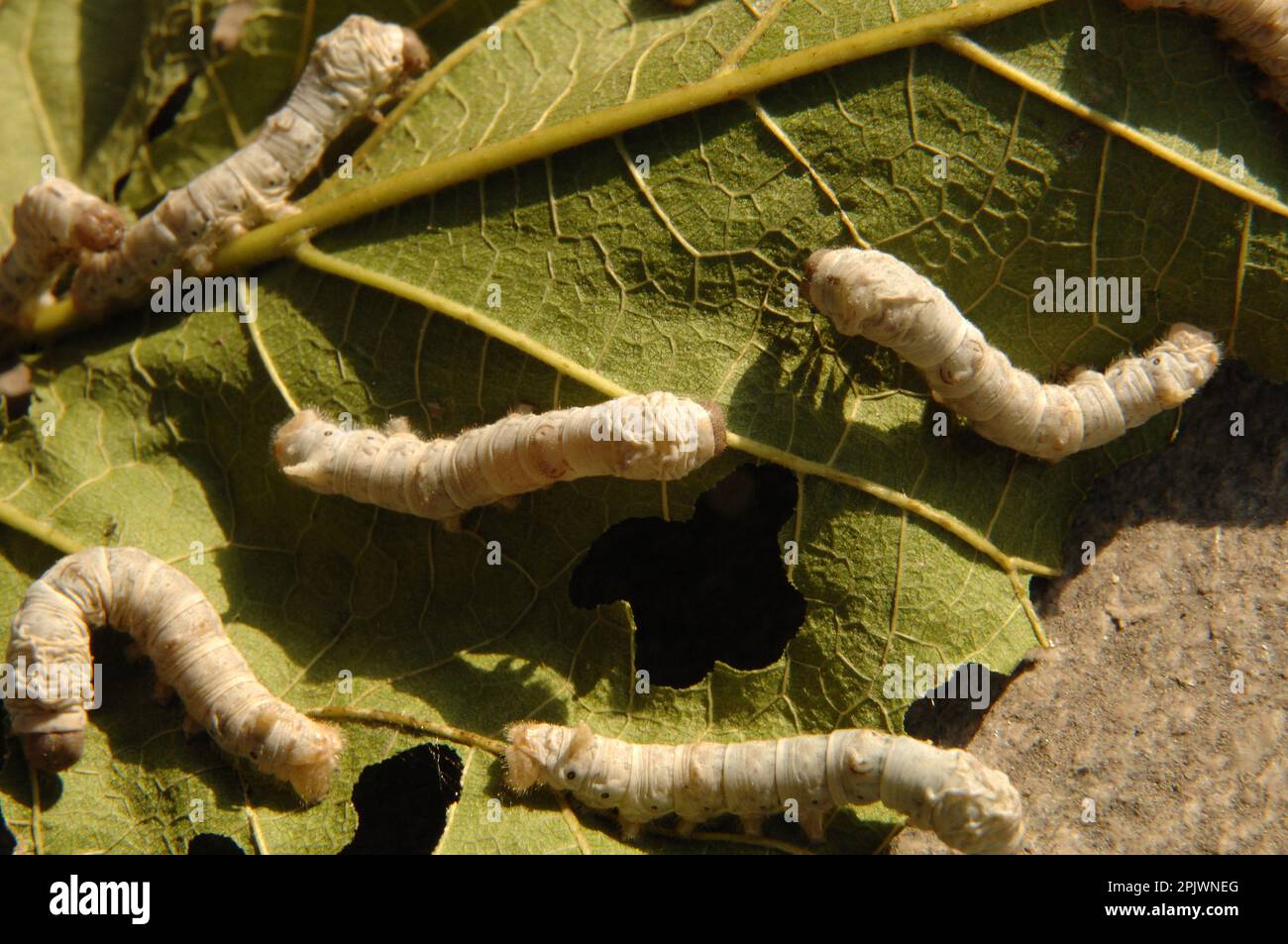 Breeding of silkworms at the Silk Museum. Jiangsu, Suzhou, China, Asia Stock Photo - Alamy