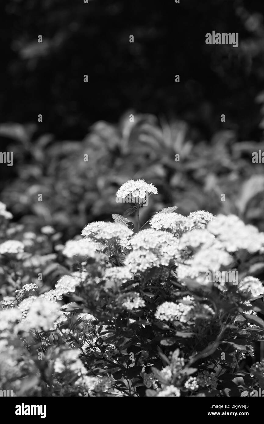 Beautiful common and typical midwest flowers growing in the morning ...