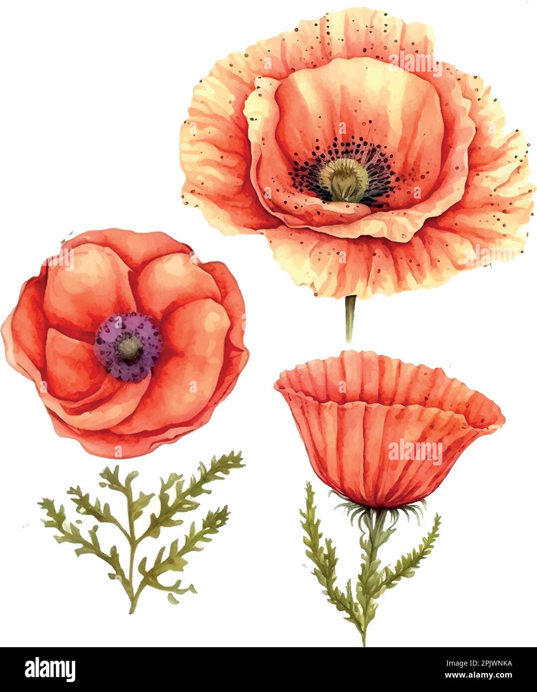 poppies vector illustration hand drawn painted watercolor Stock Vector ...